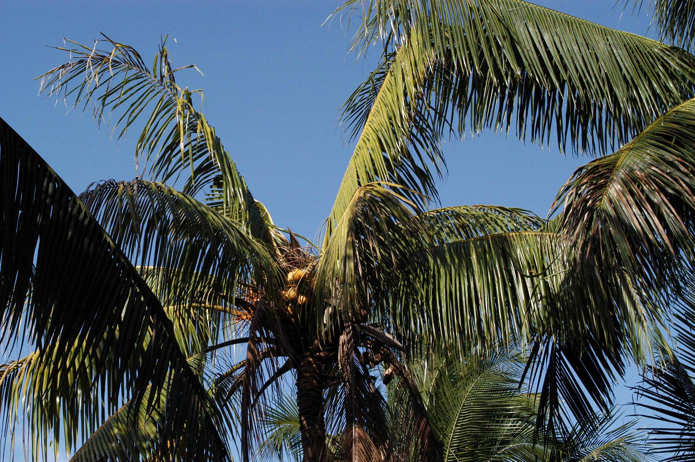 Pest of the Month January 2011 – Palm Bud Rot and Palm Stem Rot – Aloha ...