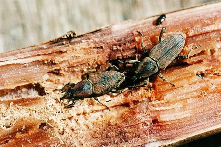 Pest of the Month November 2011 – Sugarcane Weevil – Aloha Arborist ...