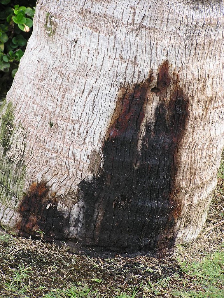 Pest of the Month February 2009 – Stem Bleeding of Coconut – Aloha ...
