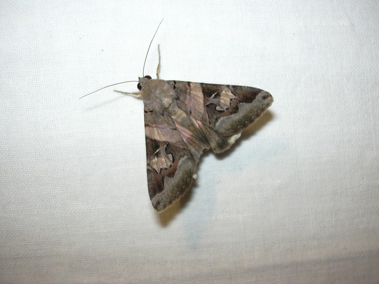 Pest of the Month June 2010 – Monkeypod Moths – Aloha Arborist Association