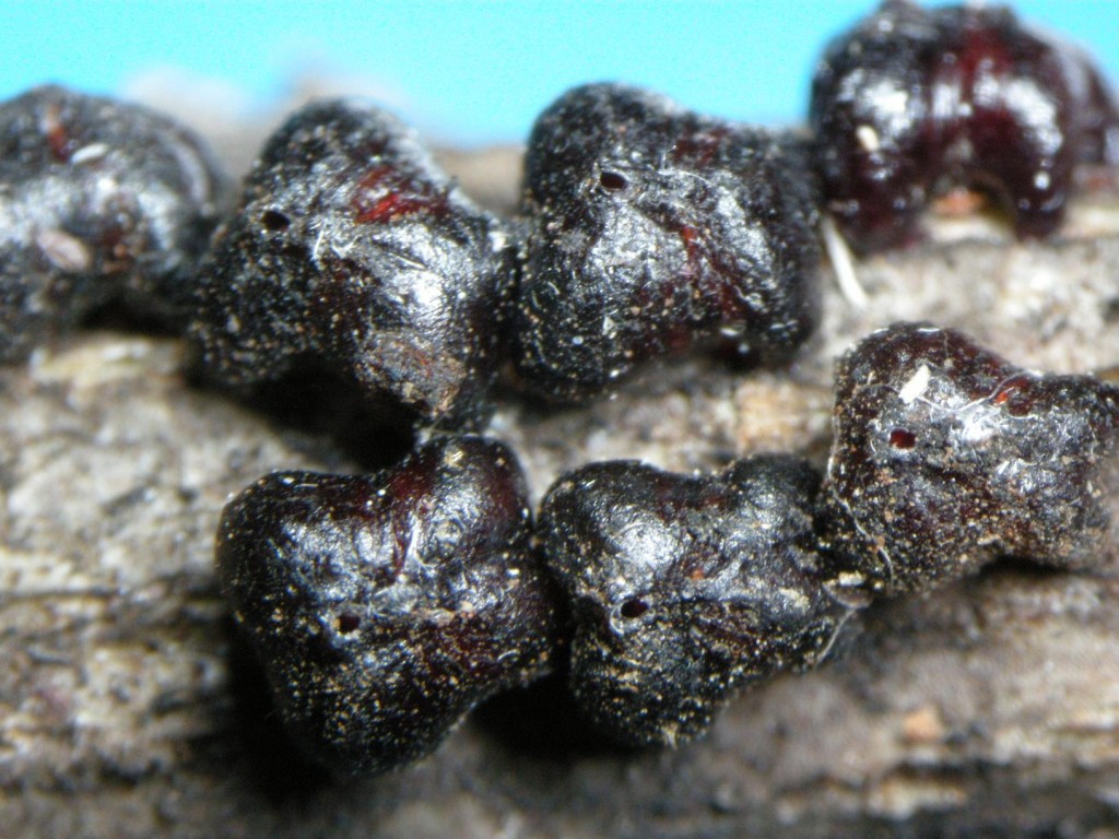 Lobate Lac Scale – A “Most Unwanted” Pest – Aloha Arborist Association