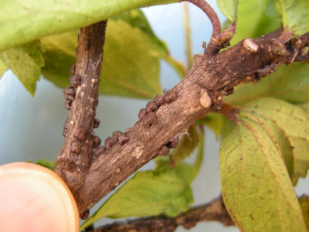 Lobate Lac Scale – A “Most Unwanted” Pest – Aloha Arborist Association