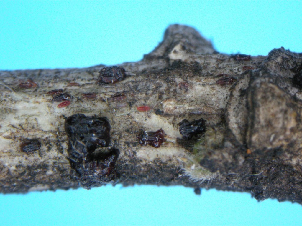 Lobate Lac Scale – A “Most Unwanted” Pest – Aloha Arborist Association