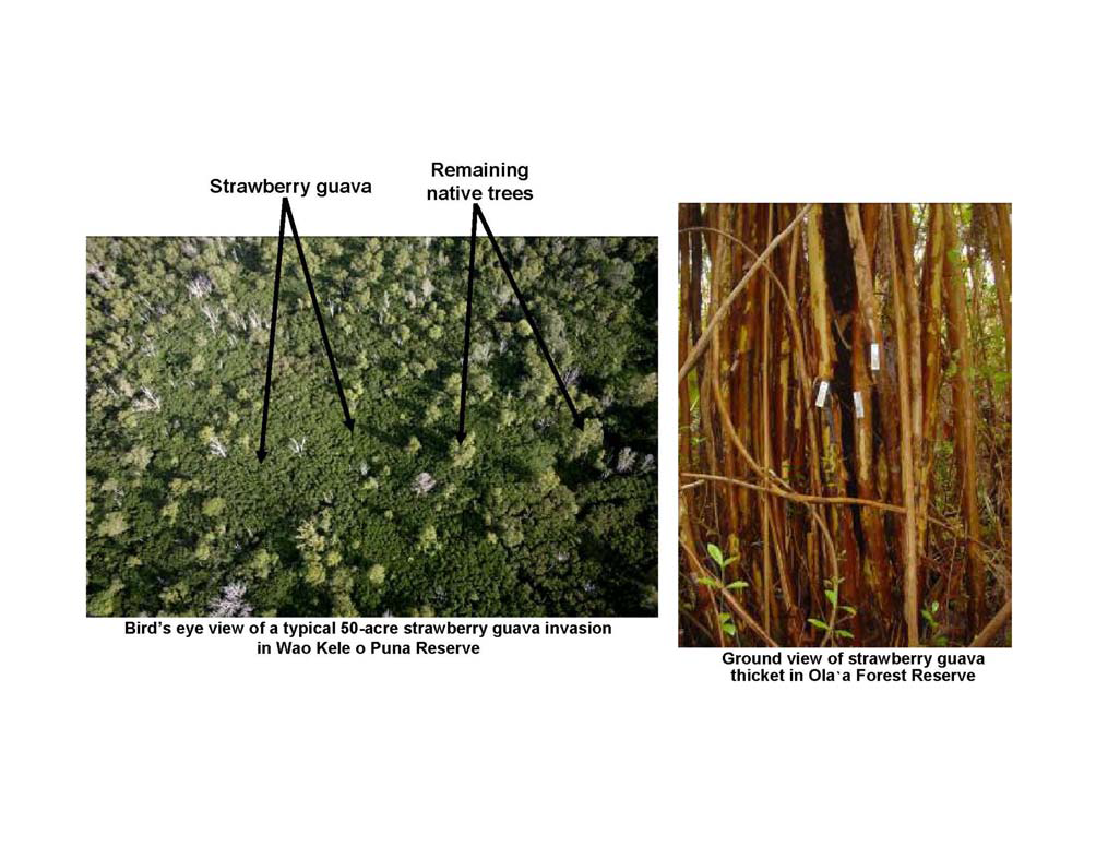 Pests – Page 3 – Aloha Arborist Association